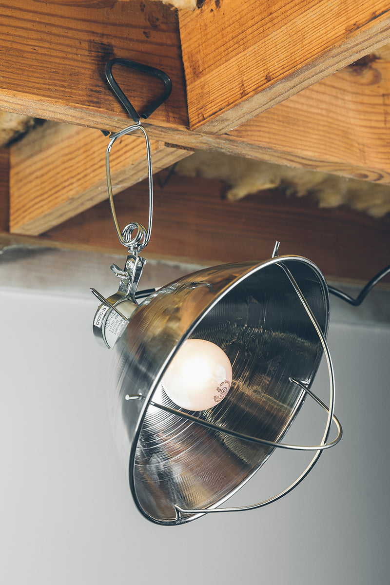 Woods Home Products Brooder Clamp Light - Saltillo, MS - Scruggs Farm ...