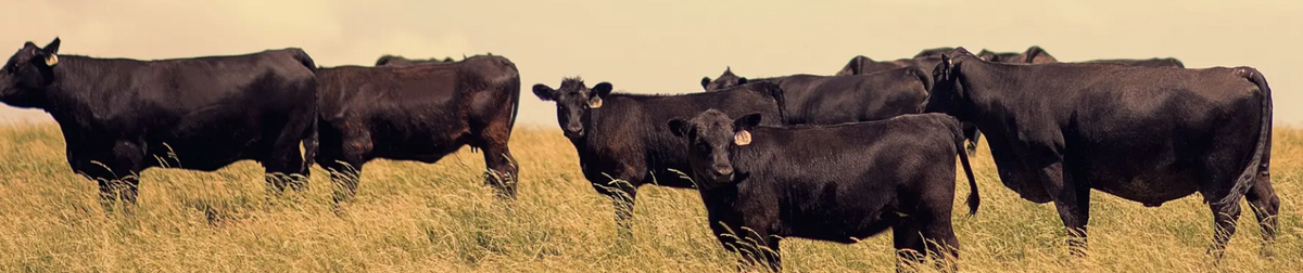 Elanco Catron IV - Saltillo, MS - Scruggs Farm Supply