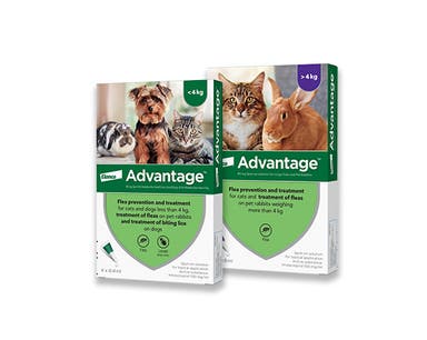 Elanco Advantage® for Large Cats - Saltillo, MS - Scruggs Farm Supply